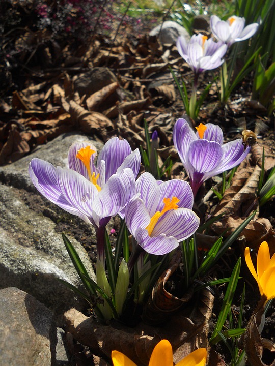 Crocus Le Printemps Fleur La - Photo gratuite sur Pixabay - Pixabay