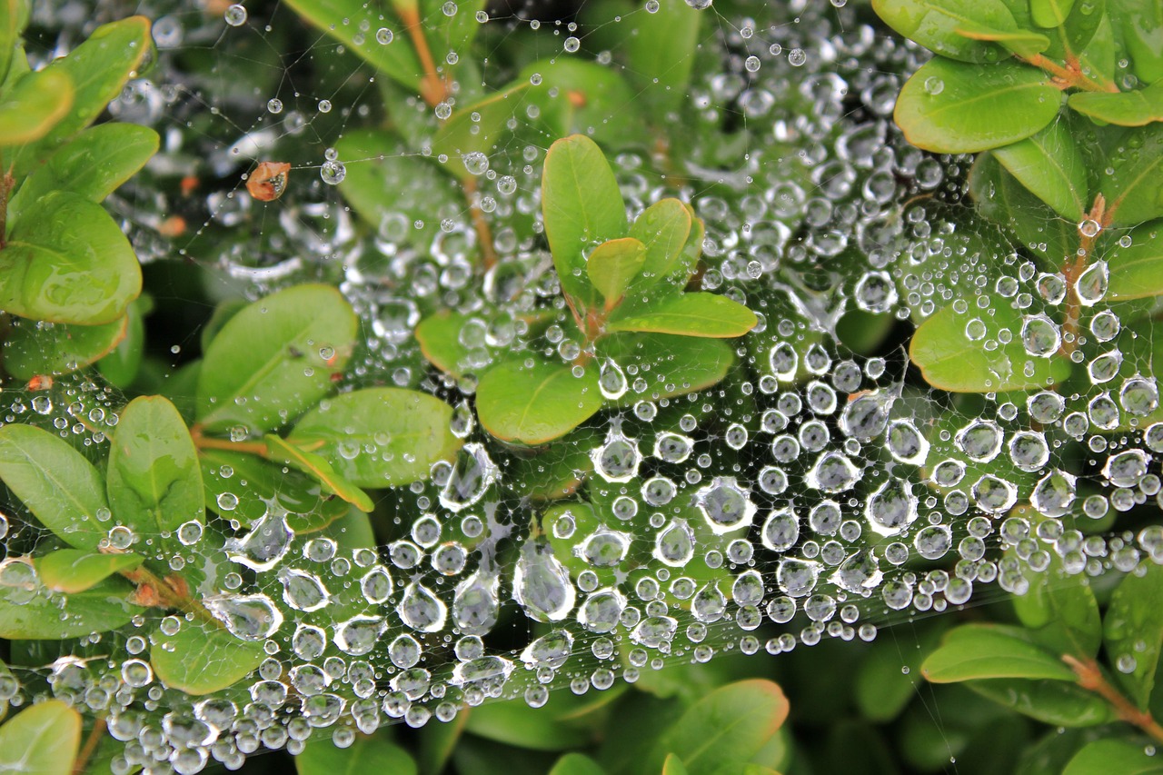 Telaraña Verde Sale De - Foto gratis en Pixabay - Pixabay