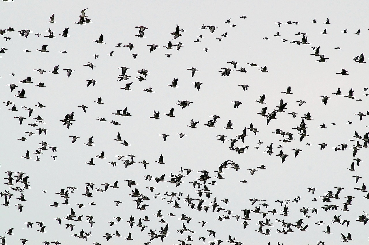100,000+ Free Migratory Birds & Nature Images - Pixabay