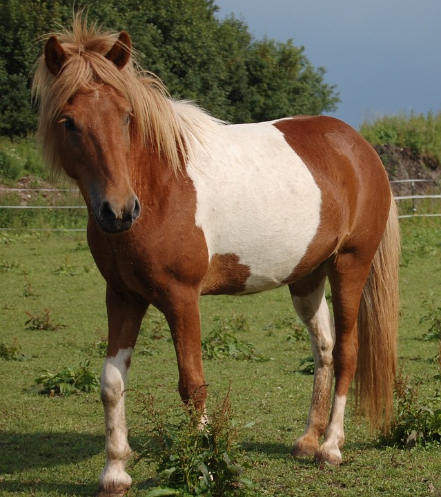 Islandpony Pferd Gescheckt · Kostenloses Foto auf Pixabay