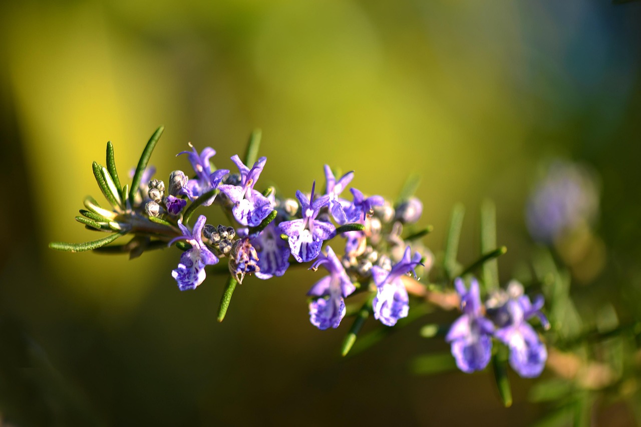 Rosemary Flower Provence - Free photo on Pixabay - Pixabay