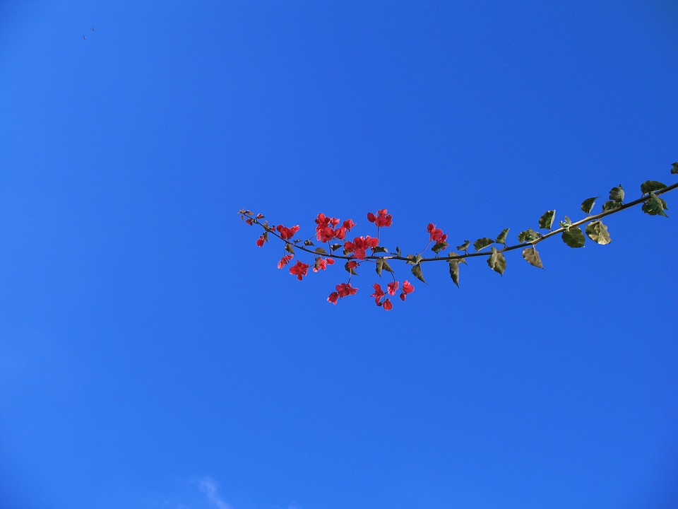 Bunga-Bunga Lantai Biru - Gambar gratis di Pixabay - Pixabay