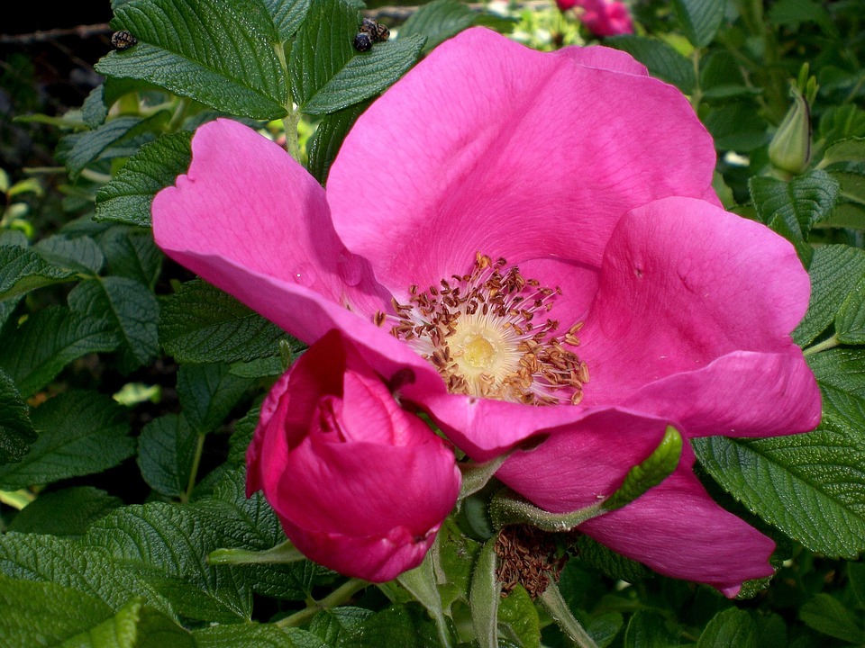 Rose Fleur De Des - Photo gratuite sur Pixabay - Pixabay