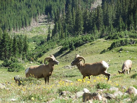 20+ Free Big Horn Sheep & Wildlife Photos