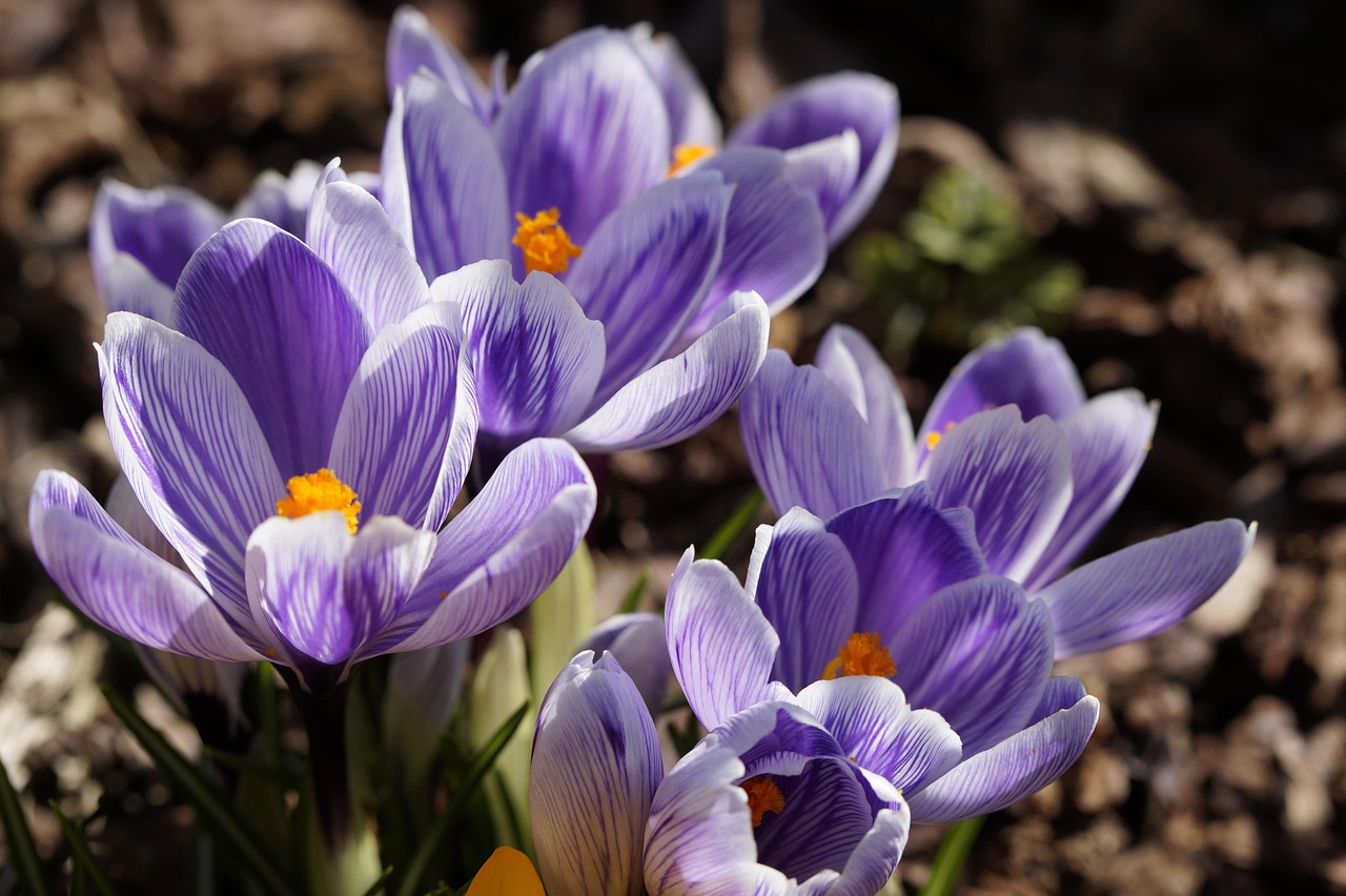 Bunga-Bunga Krokus Biru - Foto gratis di Pixabay - Pixabay
