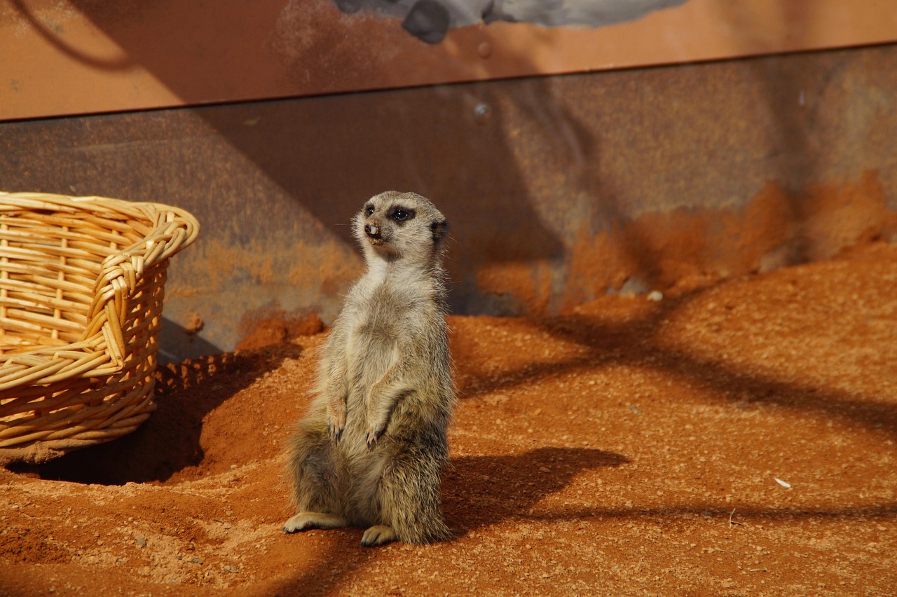 Meerkat Zoo Enclosure - Free photo on Pixabay - Pixabay