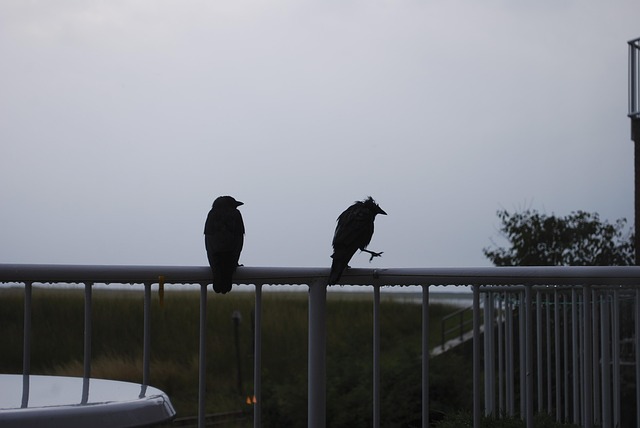 Crow Wet Rain - Free photo on Pixabay - Pixabay