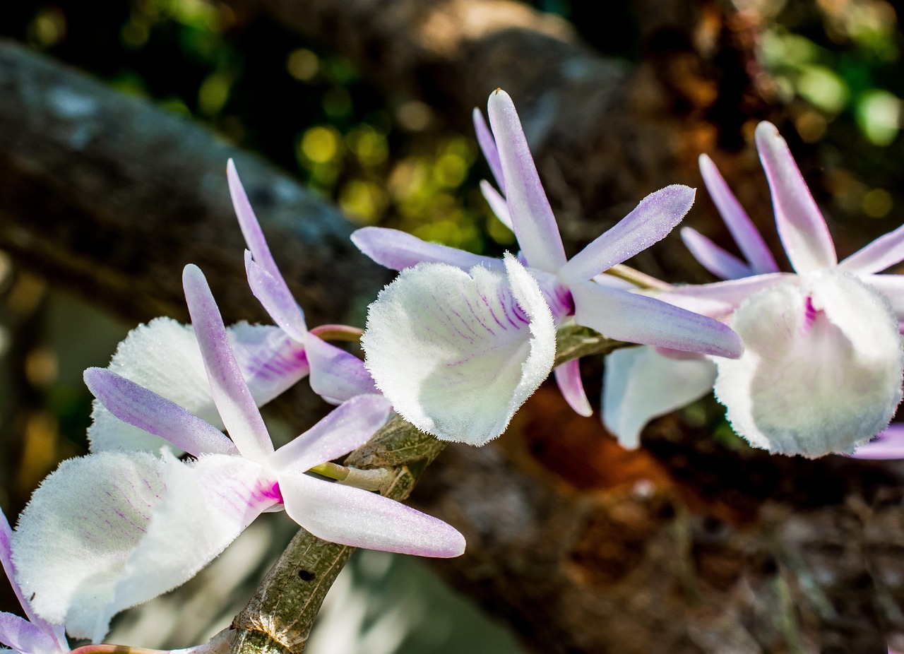 Wild Orchid Orchidee White Violet - Gratis foto op Pixabay - Pixabay