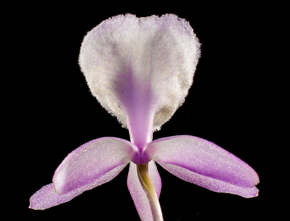 Wilde Orchidee Weiß - Kostenloses Foto auf Pixabay - Pixabay