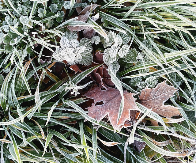 Ripe Close Up Autumn Leaf - Free photo on Pixabay - Pixabay