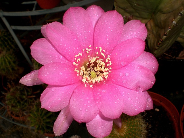 Flor De Cacto - Foto gratuita no Pixabay - Pixabay