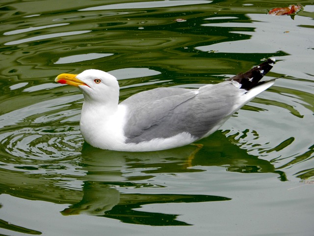 Mouette Oiseau Étang - Photo gratuite sur Pixabay - Pixabay