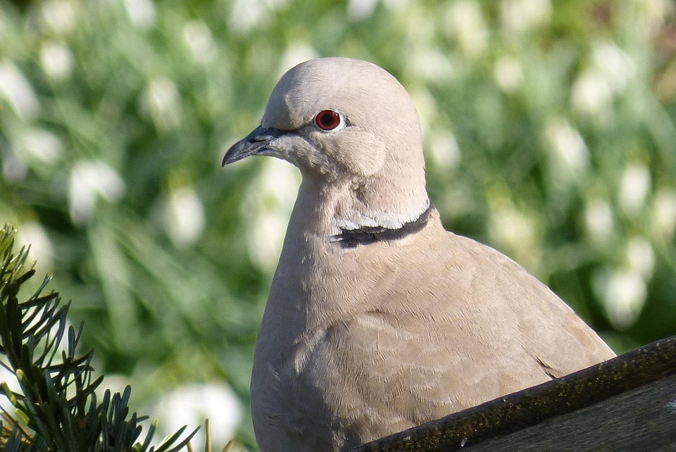 Türkentaube Taube Vogel - Kostenloses Foto auf Pixabay