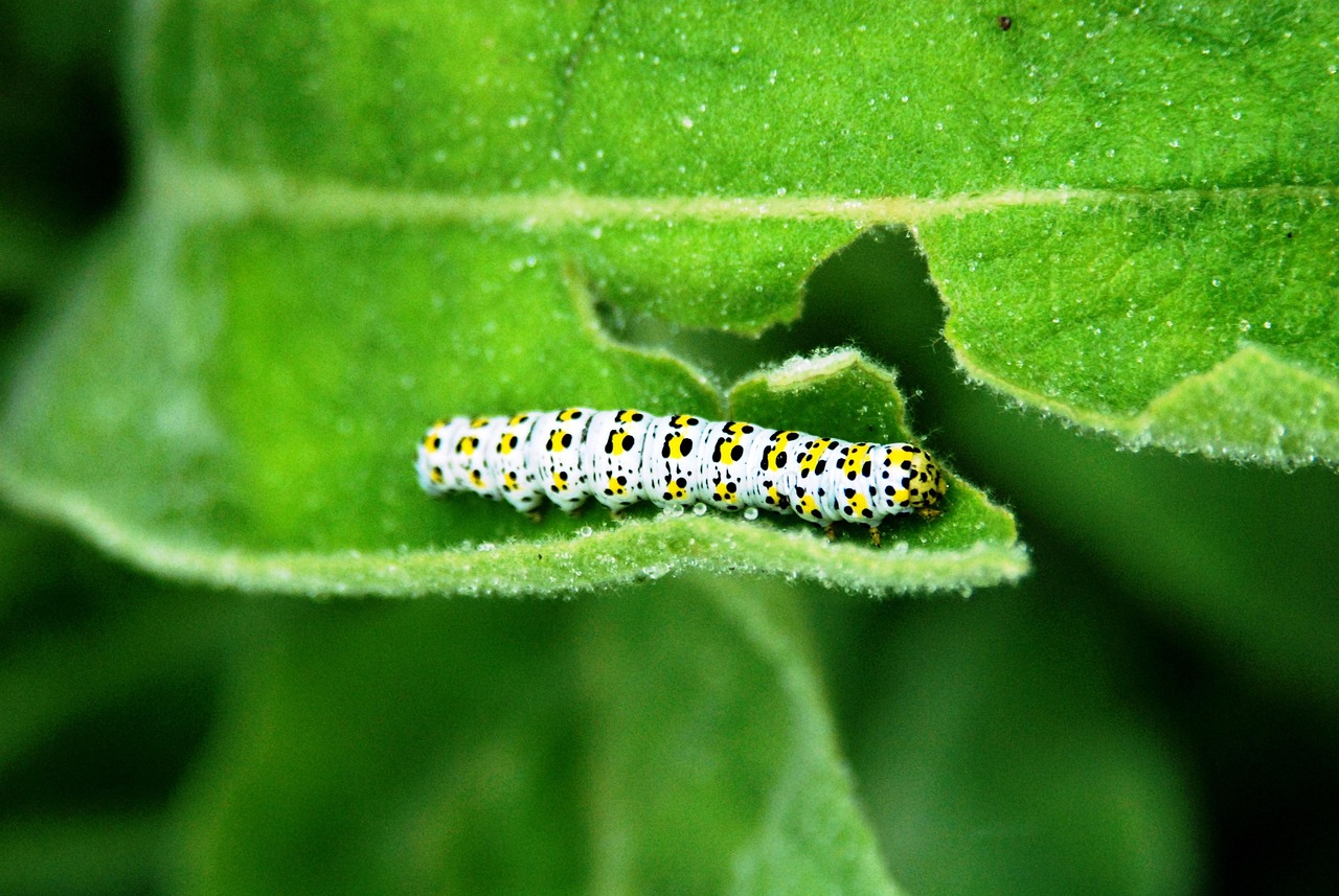 Ulat Daun Hijau Serangga Serigala Foto Gratis Di Pixabay Pixabay
