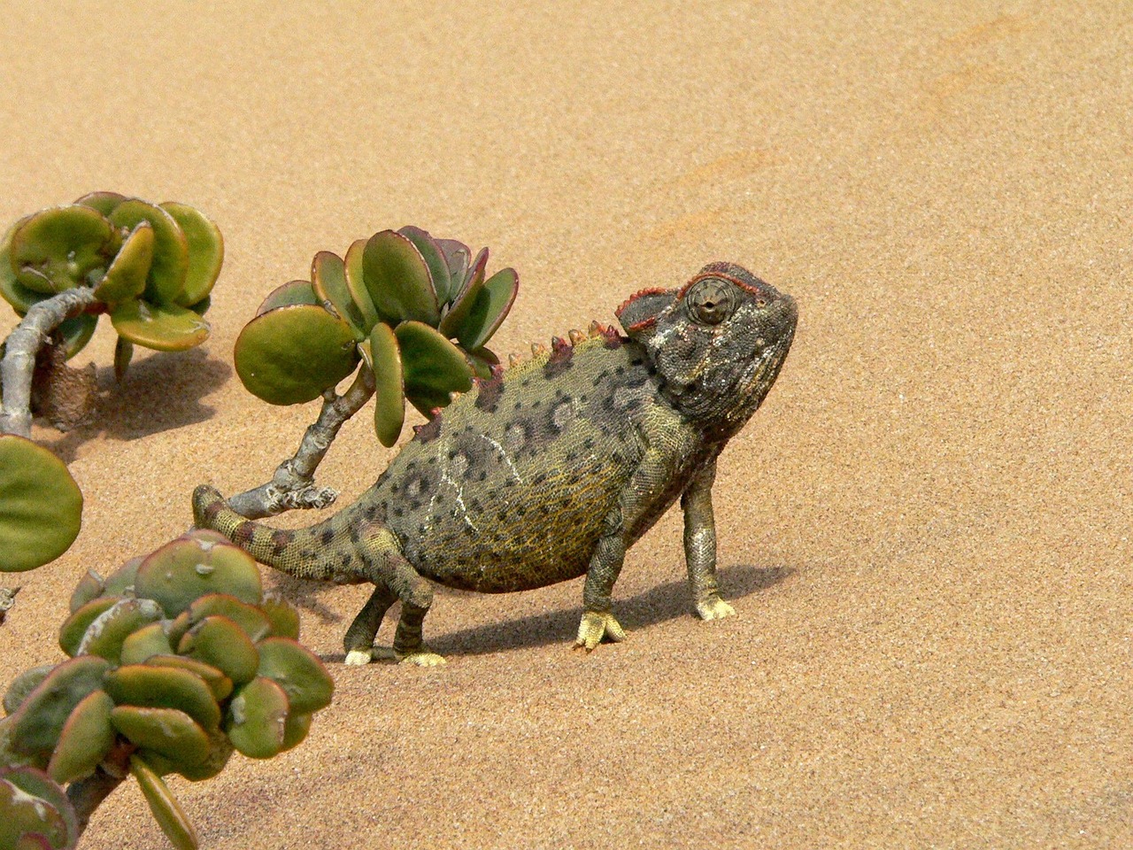 Plus de 700 photos gratuites de Cameleon et de Caméléon - Pixabay