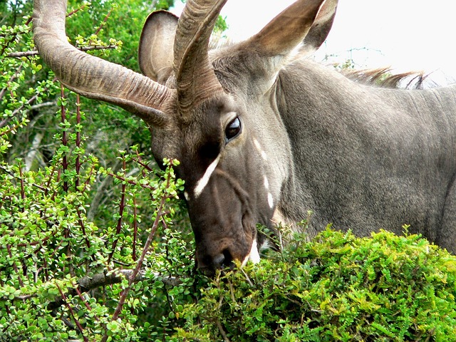 Koudou Animal Springbok - Photo gratuite sur Pixabay - Pixabay