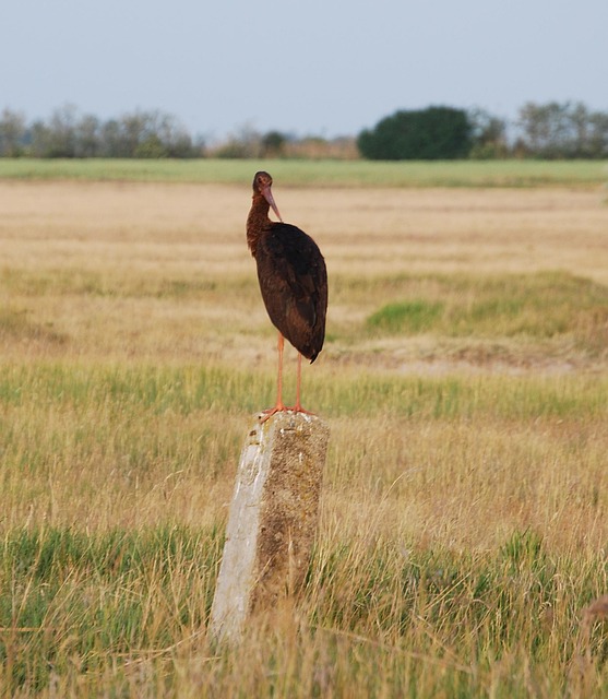 Barza Neagra Confidentialitate - Fotografie gratuită pe Pixabay - Pixabay