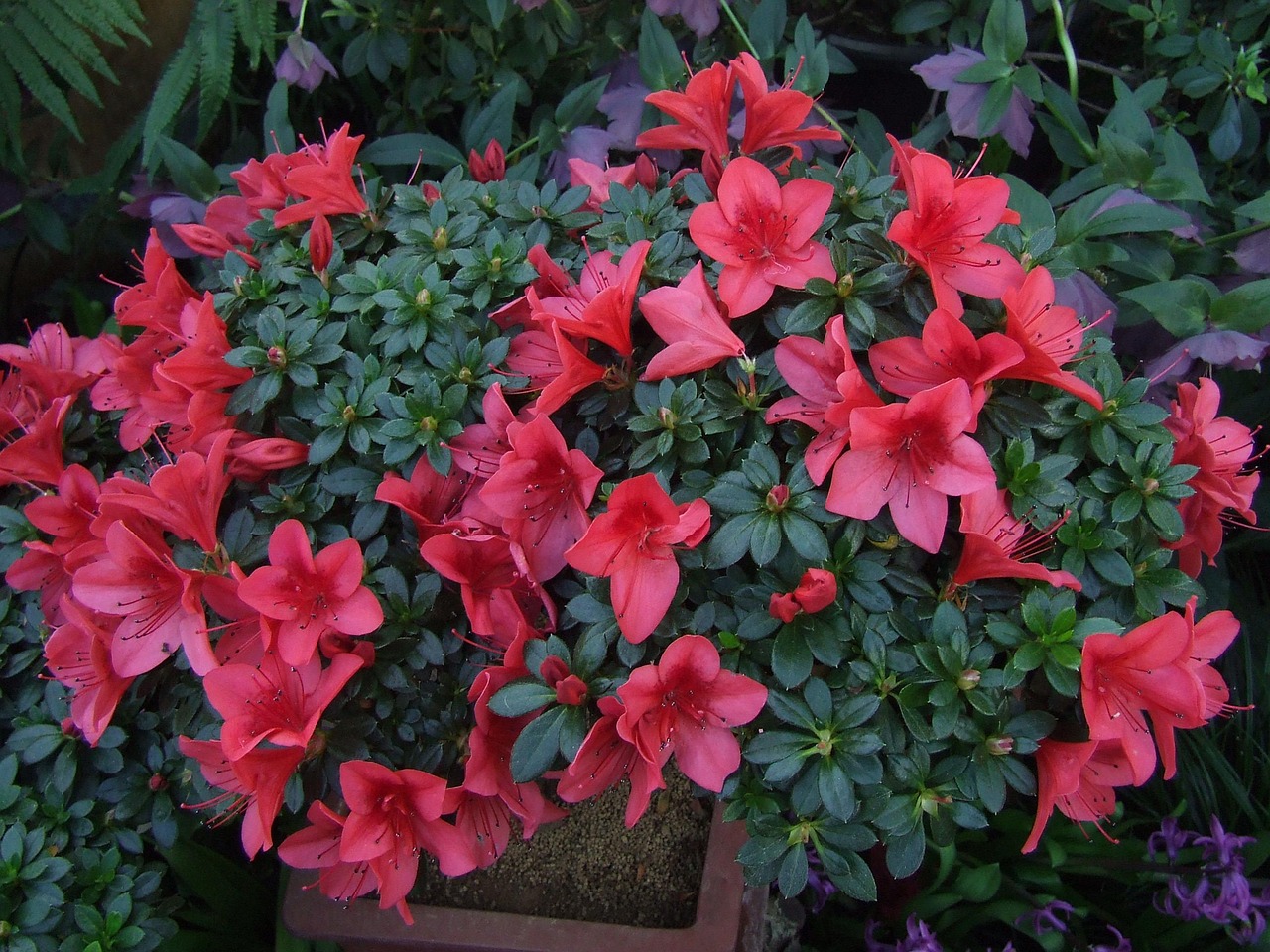 Azalea Berbunga Bunga Musim - Foto gratis di Pixabay - Pixabay