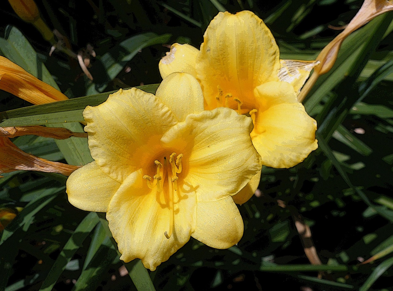 Lírio Flor De Jardim Flora - Foto gratuita no Pixabay - Pixabay
