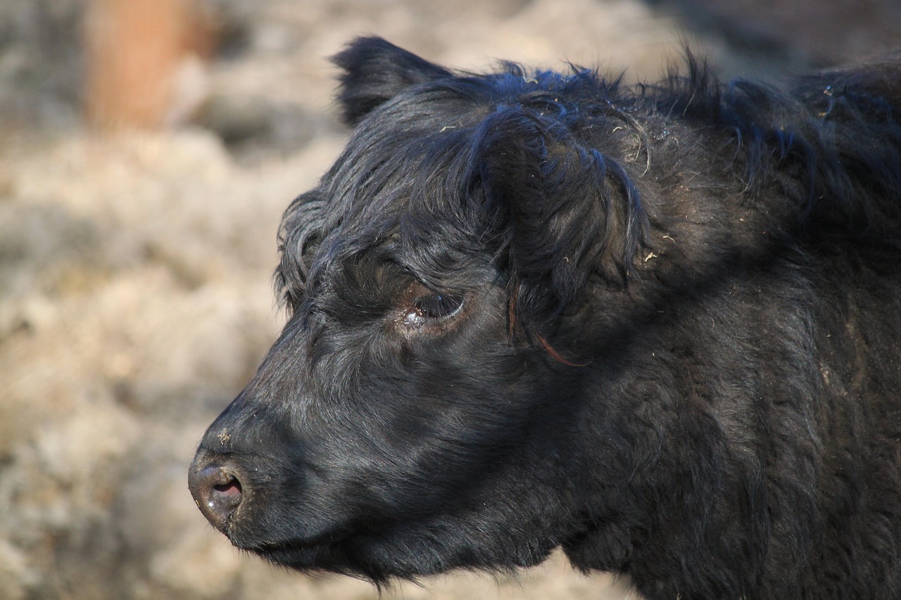 10,000+ Free Furry Cow & Cow Images - Pixabay
