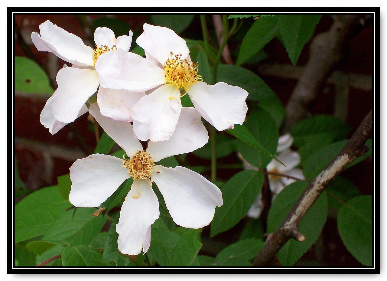 50+ Free Three Roses & Three Images - Pixabay