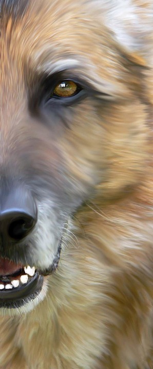 Chien De Berger - Photo gratuite sur Pixabay