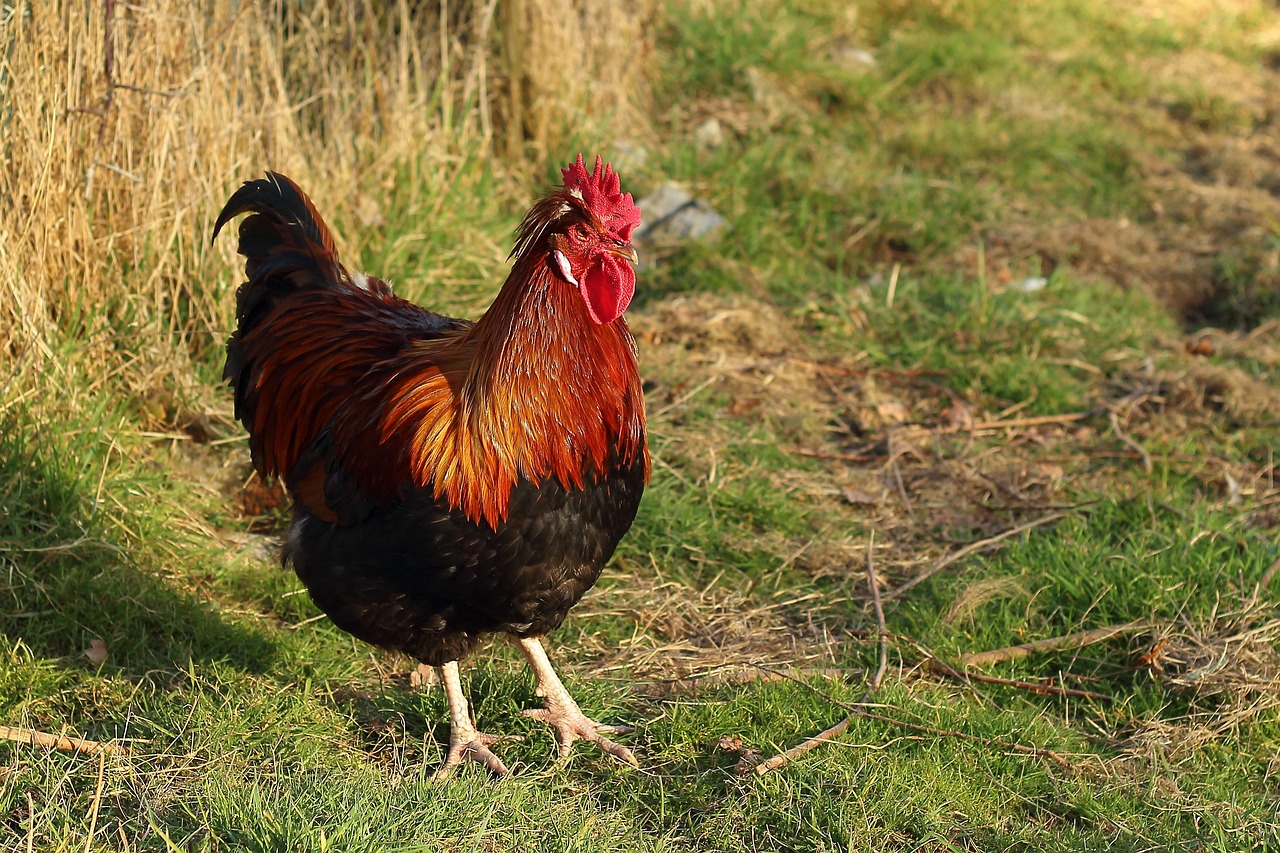 Faucet Poultry Bird Male - Free photo on Pixabay - Pixabay