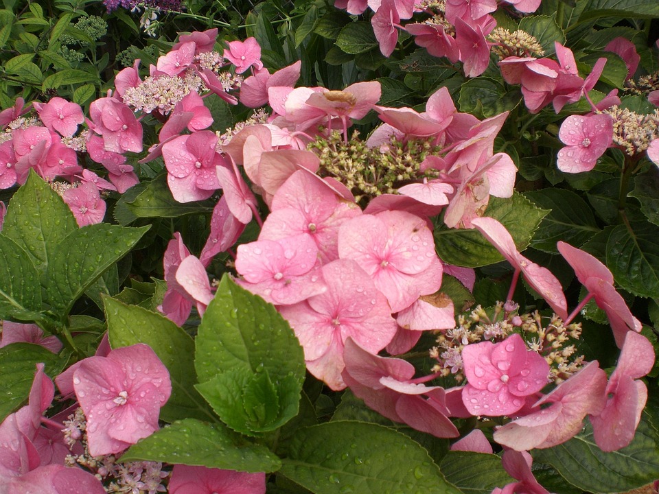Hydrangea Bunga Mekar - Foto gratis di Pixabay - Pixabay