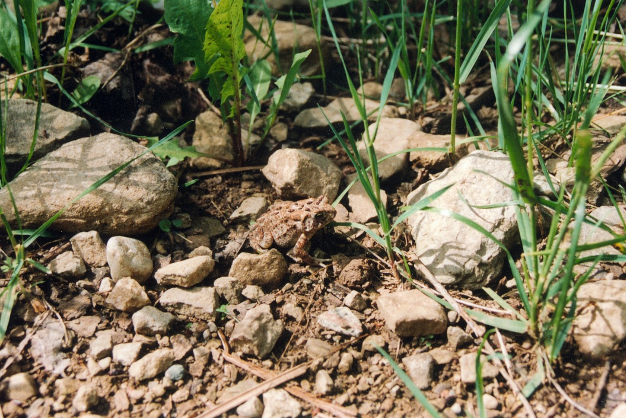 Toad Camouflaged Wild Life - Free photo on Pixabay - Pixabay