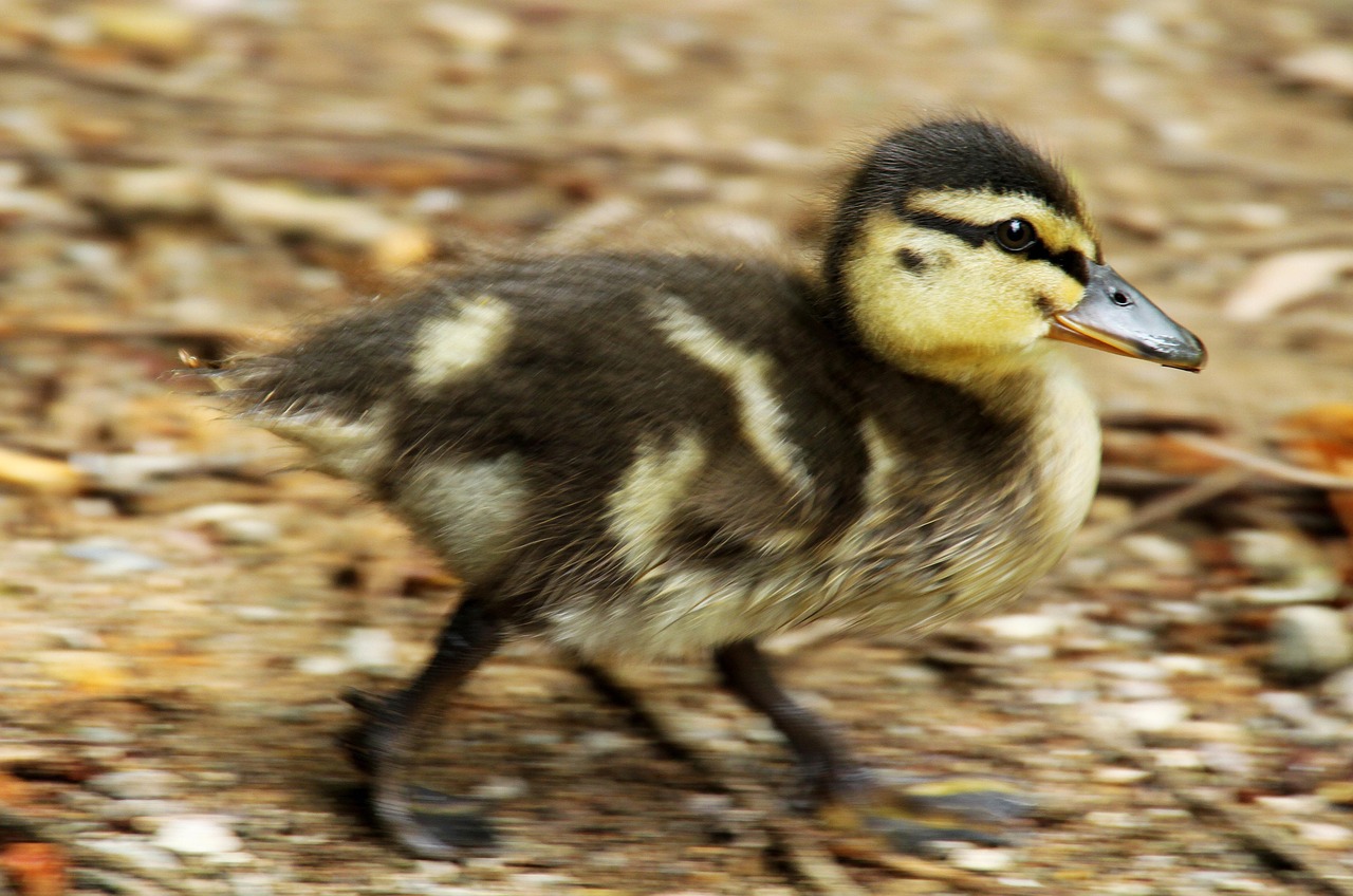 Duckling Duck - Free photo on Pixabay - Pixabay