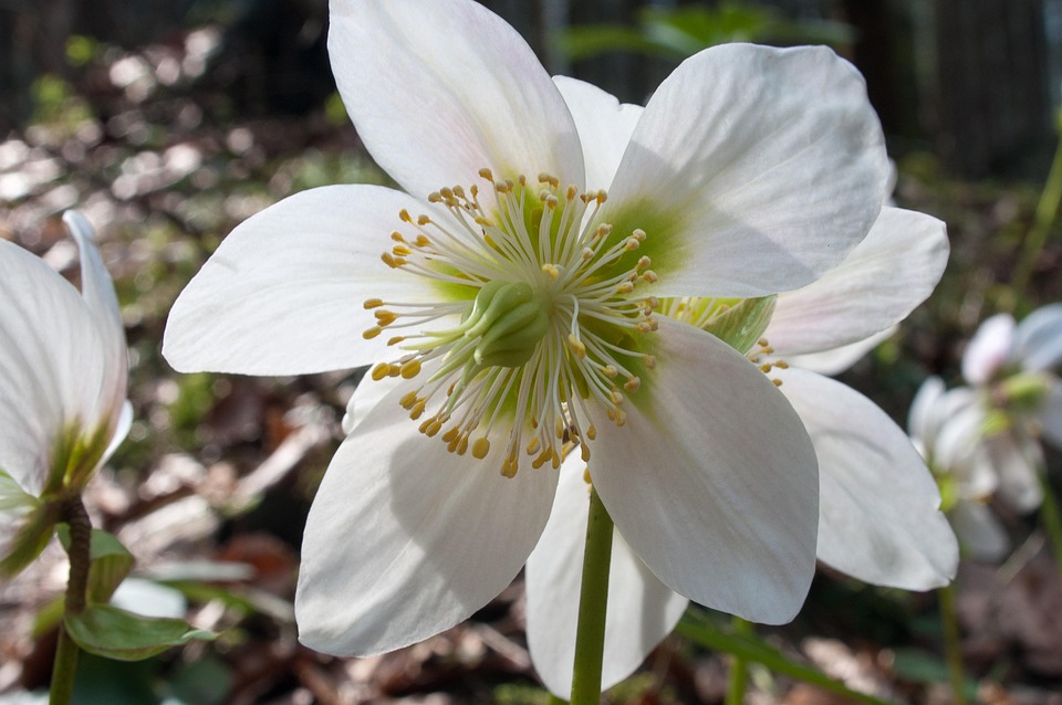 Christrose Schneerose Winterblüher - Kostenloses Foto auf Pixabay - Pixabay