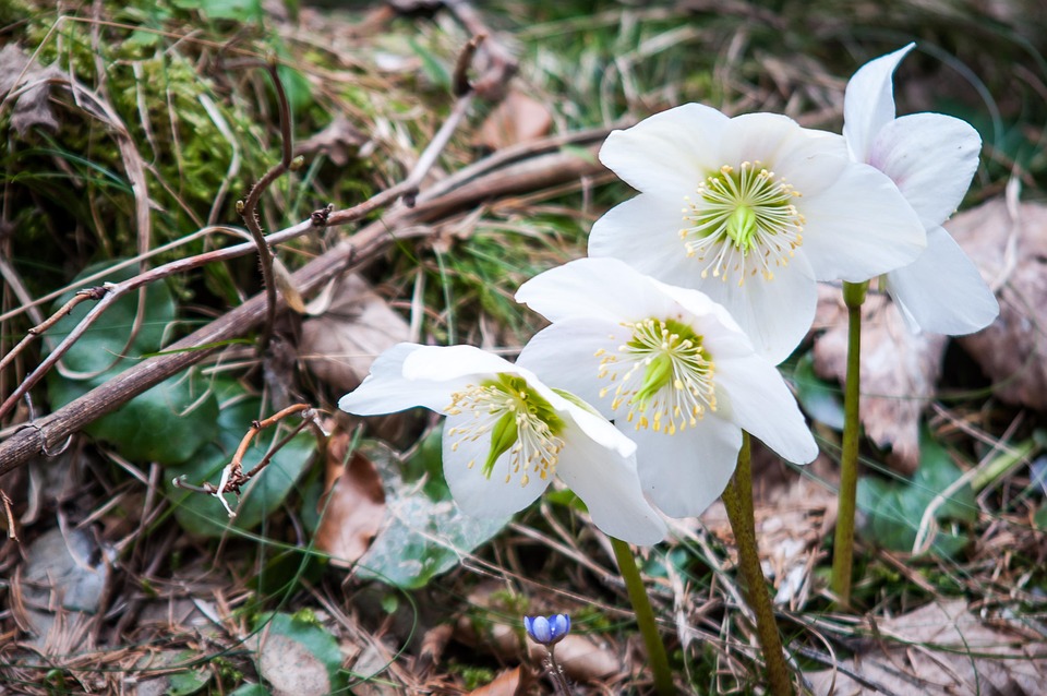 Christrose Schneerose Winterblüher - Kostenloses Foto auf Pixabay - Pixabay