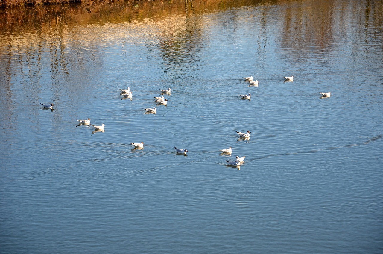 Patos Pato Agua - Foto gratis en Pixabay - Pixabay