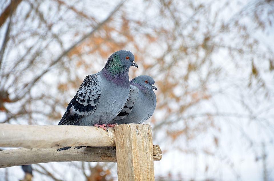 Pigeons Couple Pair - Free photo on Pixabay