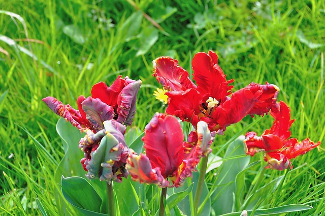 Tulpen Franzen Holland - Kostenloses Foto auf Pixabay - Pixabay
