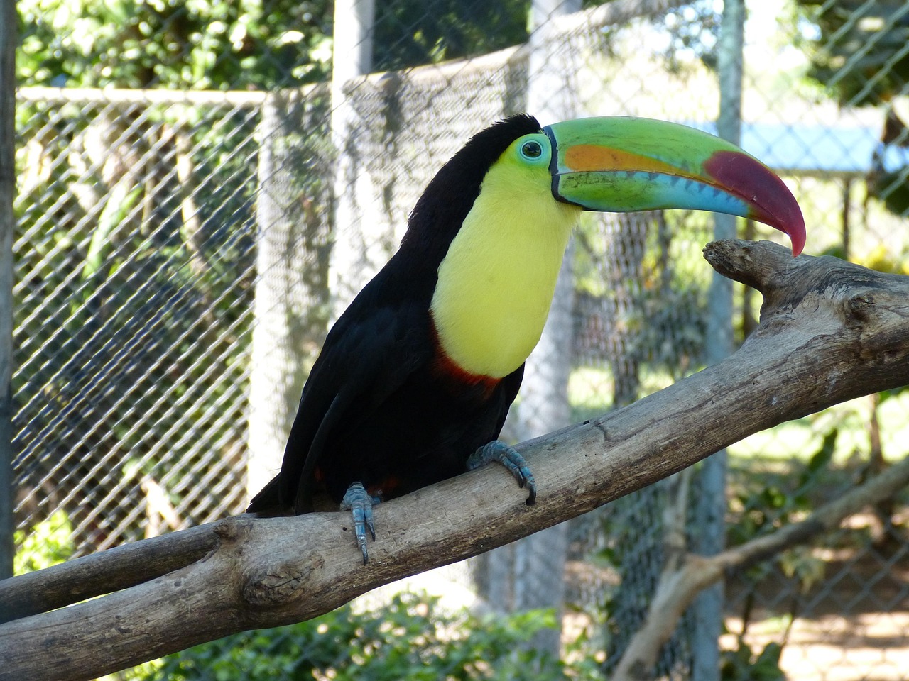 Toucan Tropische Vogel - Gratis foto op Pixabay - Pixabay