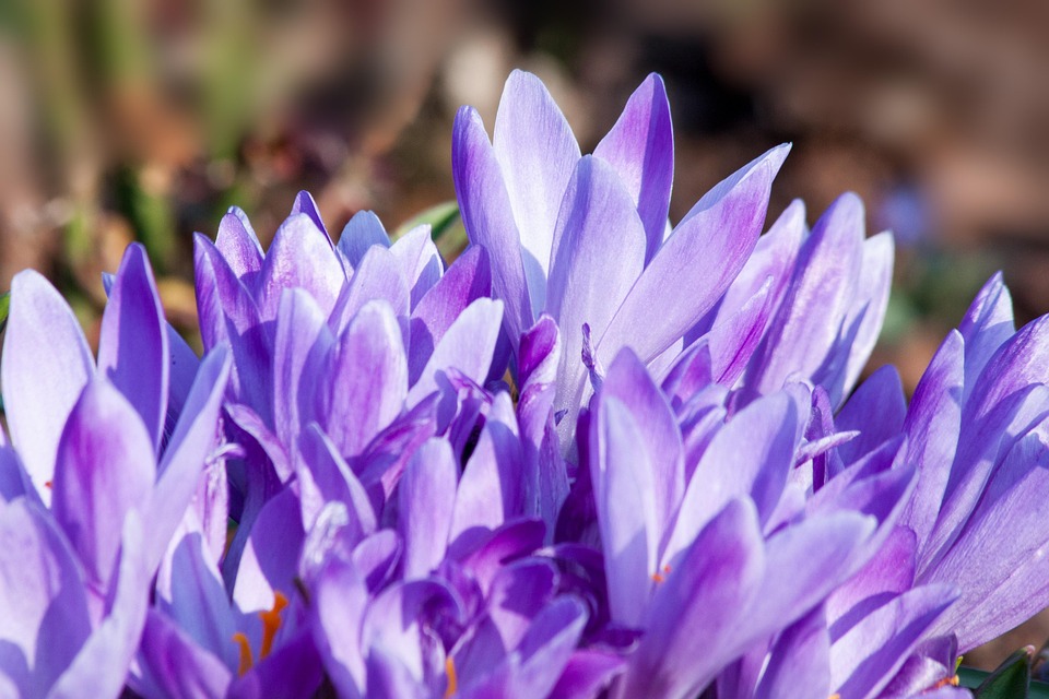 Spring Crocuses Crocus Sword Lily - Free photo on Pixabay - Pixabay