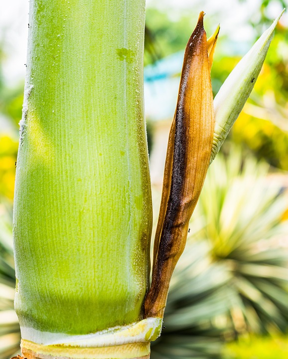 Flor De Palma Palmera Verde - Foto gratis en Pixabay - Pixabay