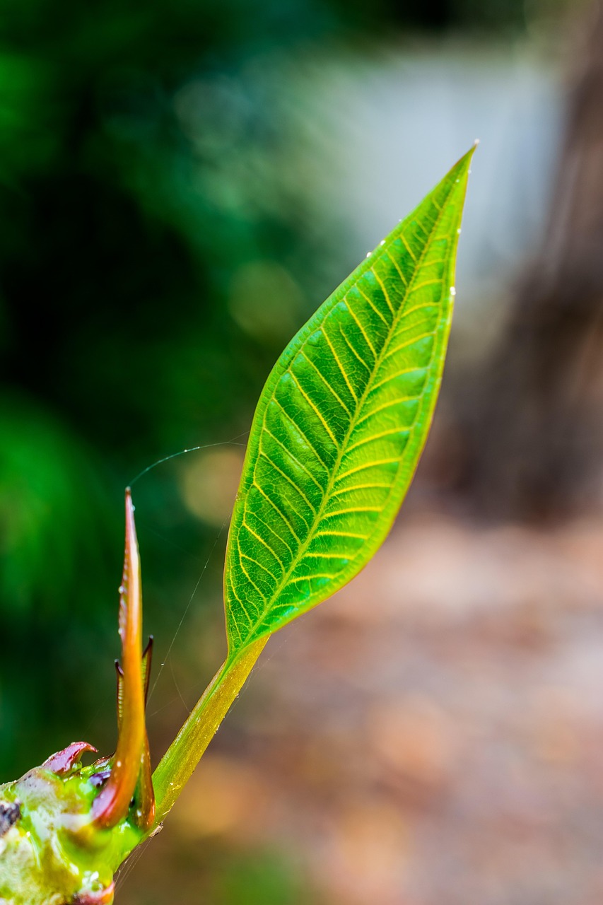 Young Drove Branches Tree - Free photo on Pixabay - Pixabay