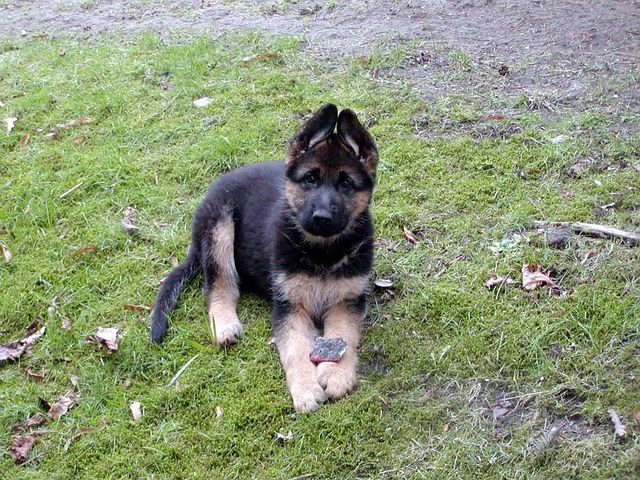 100+ kostenlose Hundebaby und Welpe-Bilder - Pixabay