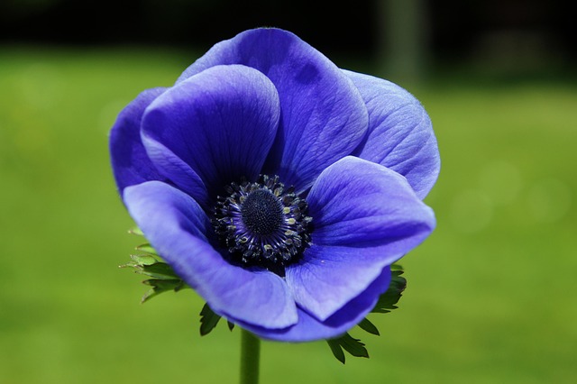 Free Photo Anemone Blue Flower Petals Free Image On Pixabay 290340 Free Photo Anemone Blue Flower Petals Free Image On Pixabay 290340