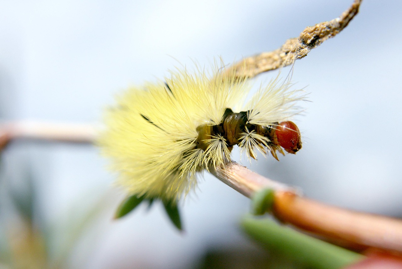 Oruga Macro - Foto gratis en Pixabay - Pixabay