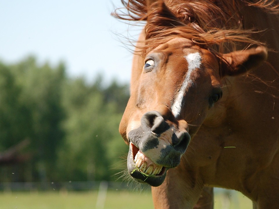 The Horse Konik Stupid Mina Free Photo On Pixabay The Horse Konik Stupid Mina Free Photo On Pixabay