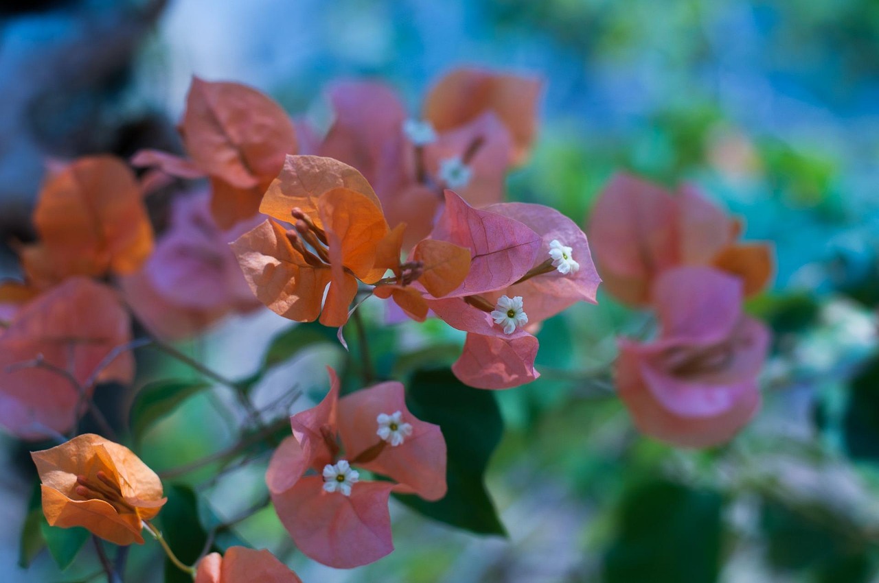 Flowers Floral Plant - Free photo on Pixabay - Pixabay