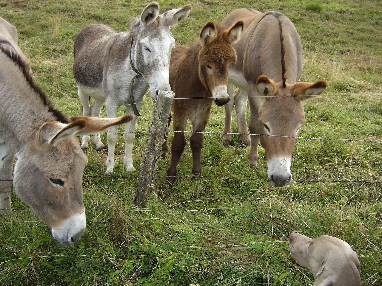Más de 1 000 fotos de Burros y Naturaleza gratis - Pixabay