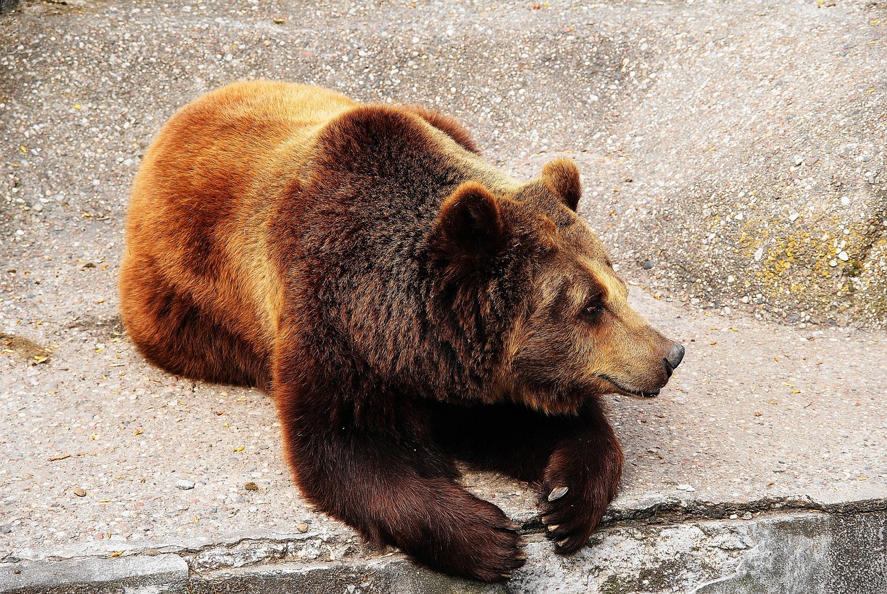El Oso Zoo Animales - Foto gratis en Pixabay - Pixabay