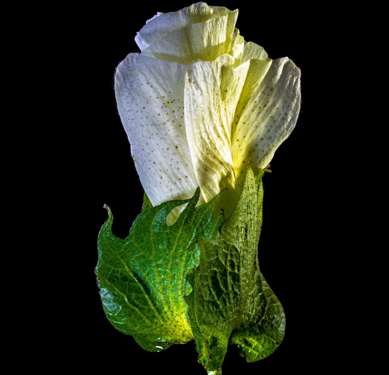 200+ Free Cotton Flower & Nature Images - Pixabay