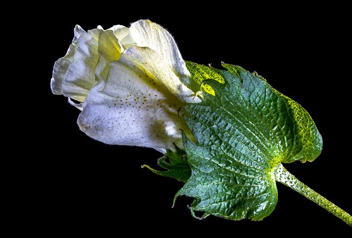 100+ Free Cotton Flower & Cotton Photos - Pixabay