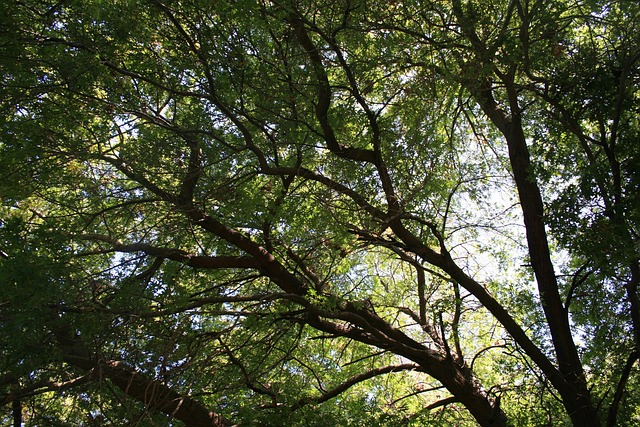 Pohon Oak Ek - Foto gratis di Pixabay - Pixabay