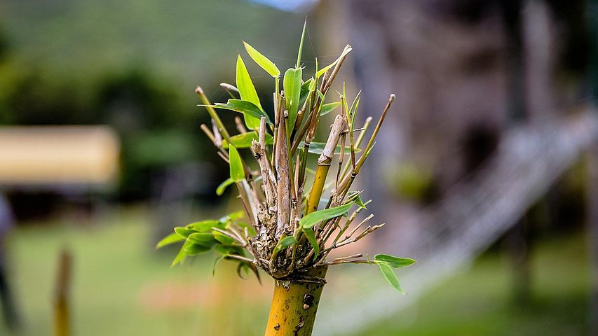 40+ Free Bamboo Stem & Bamboo Images - Pixabay